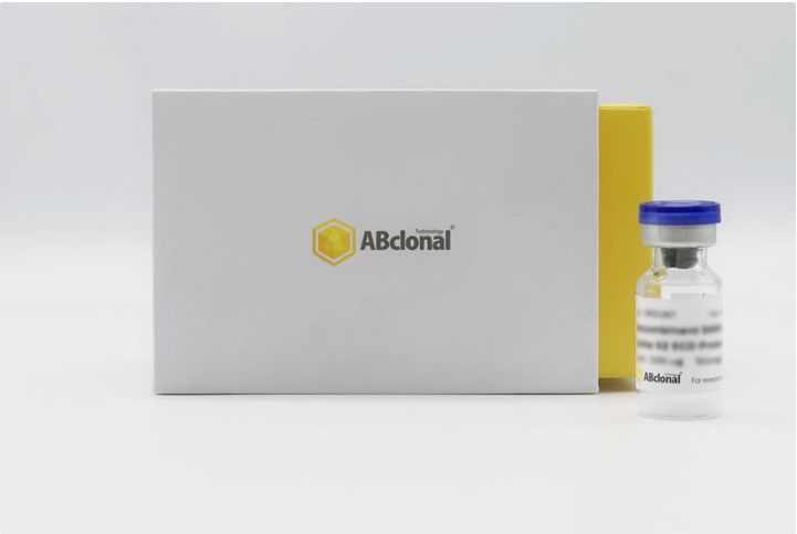 Recombinant antigen - RP01260LQ - ABclonal Technology - for research ...
