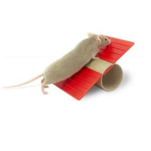 Animal enrichment device - 3084195 - Zoonlab GmbH