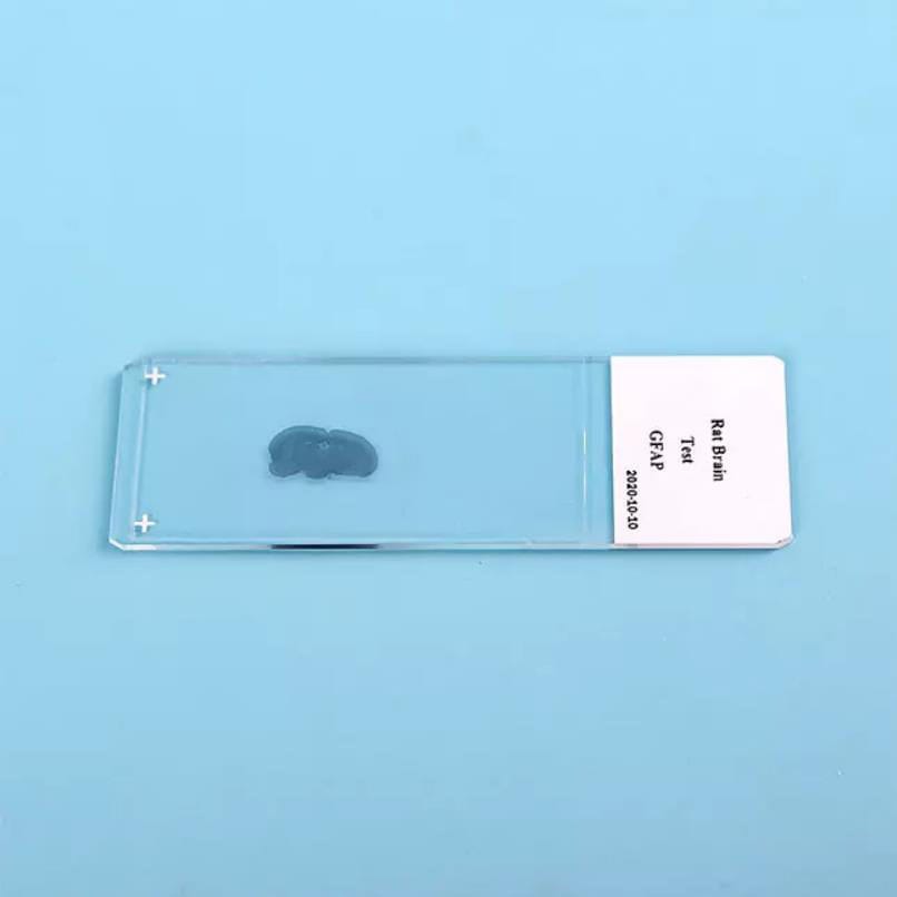 Adhesive microscope slide - HWTAi - frosted glass