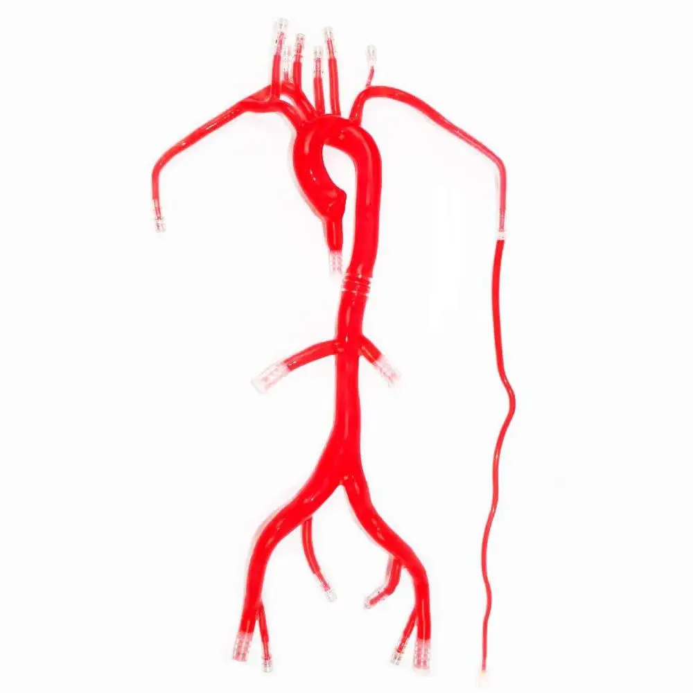 Femoral Artery Model