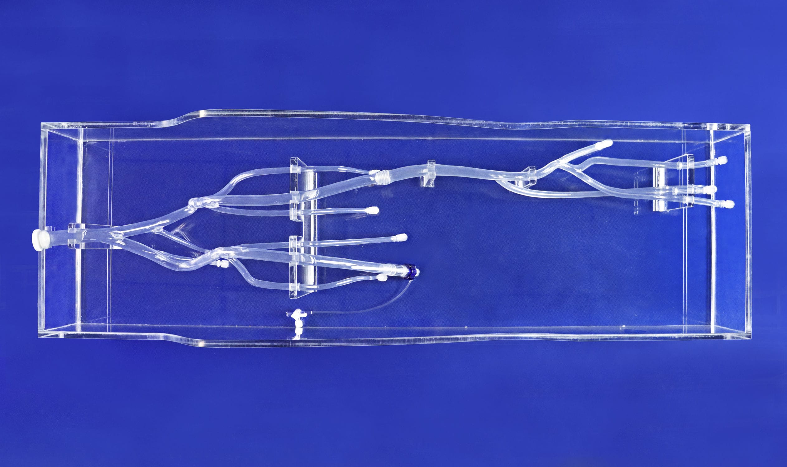 Artery model - XZK003D - Trando 3D Medical Technology - femoral artery ...