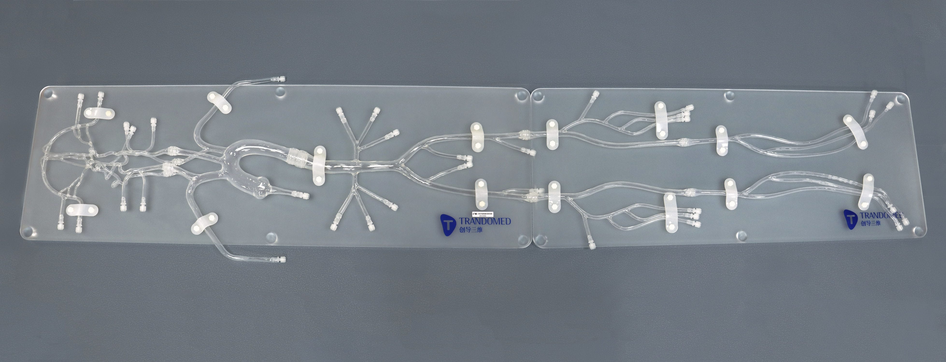 Neurology vascular model - QS004D - Trando 3D Medical Technology ...