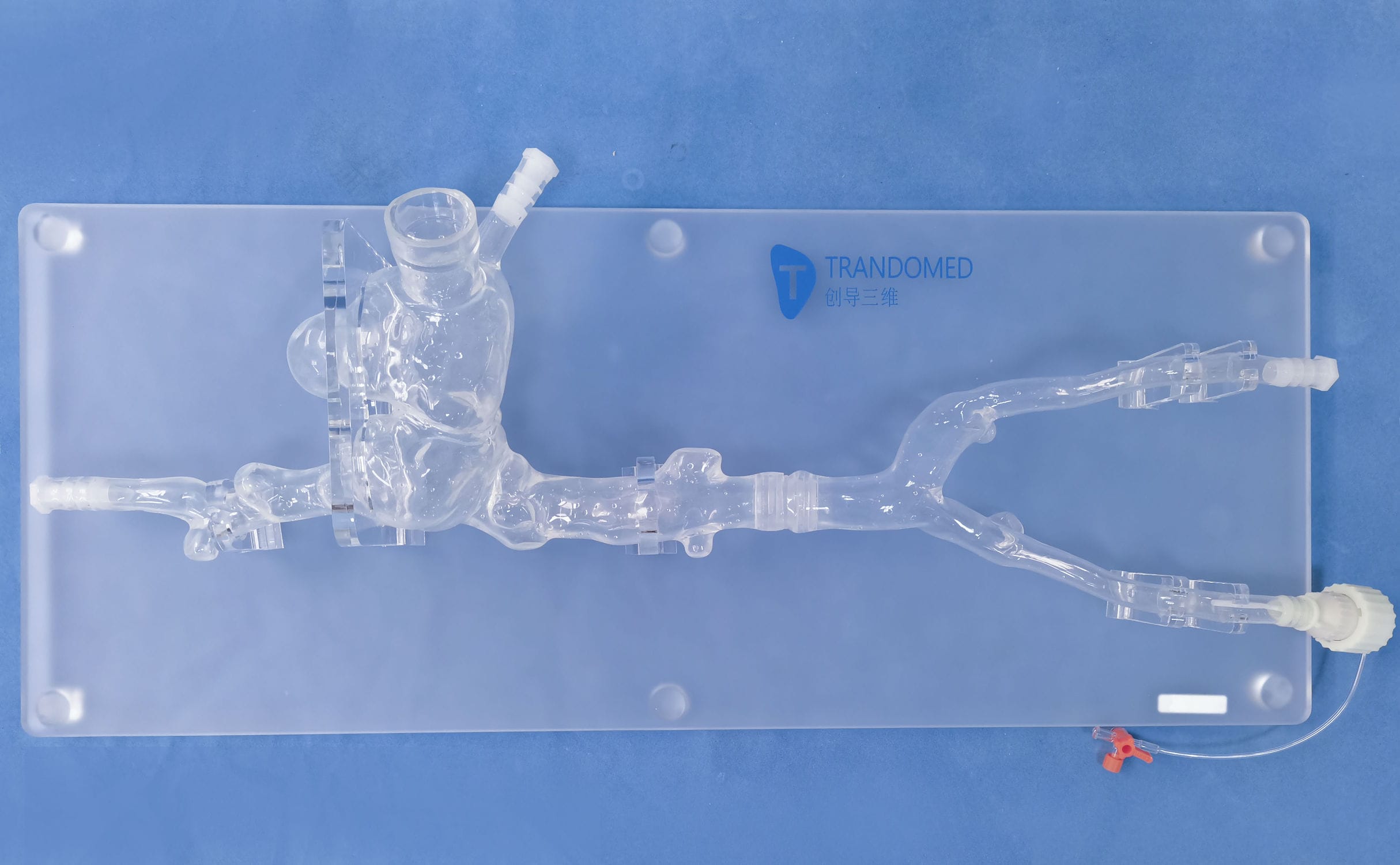 Cardiac vascular model - XXK006J - Trando 3D Medical Technology - blood ...