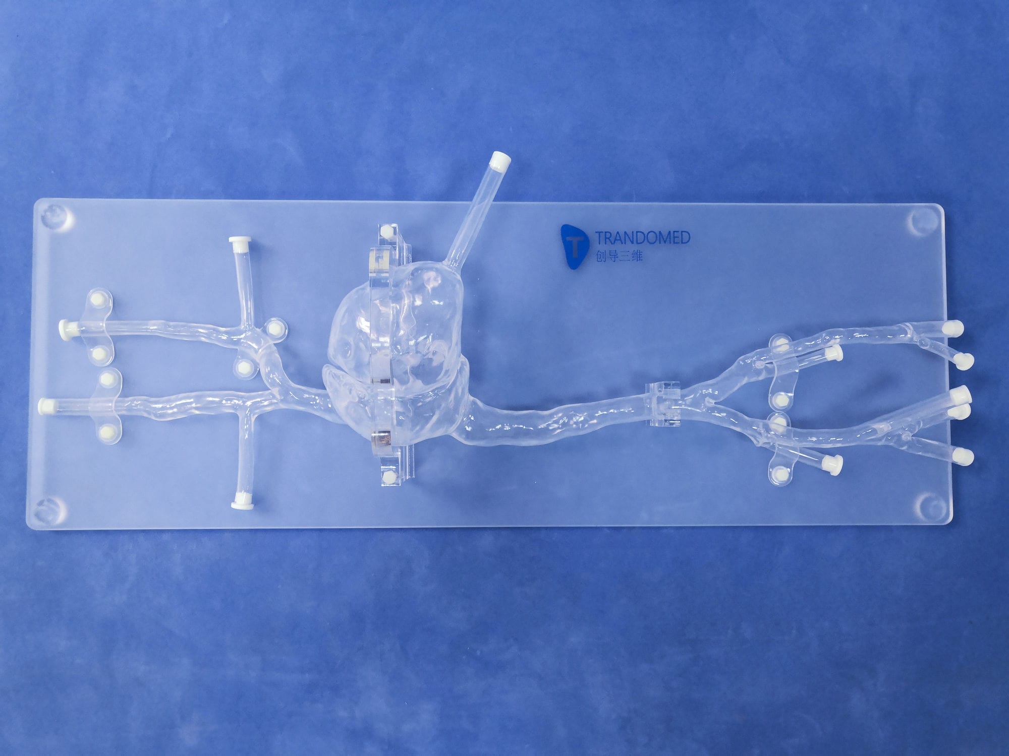 Inferior Vena Cava Cardiovascular Anatomyzone
