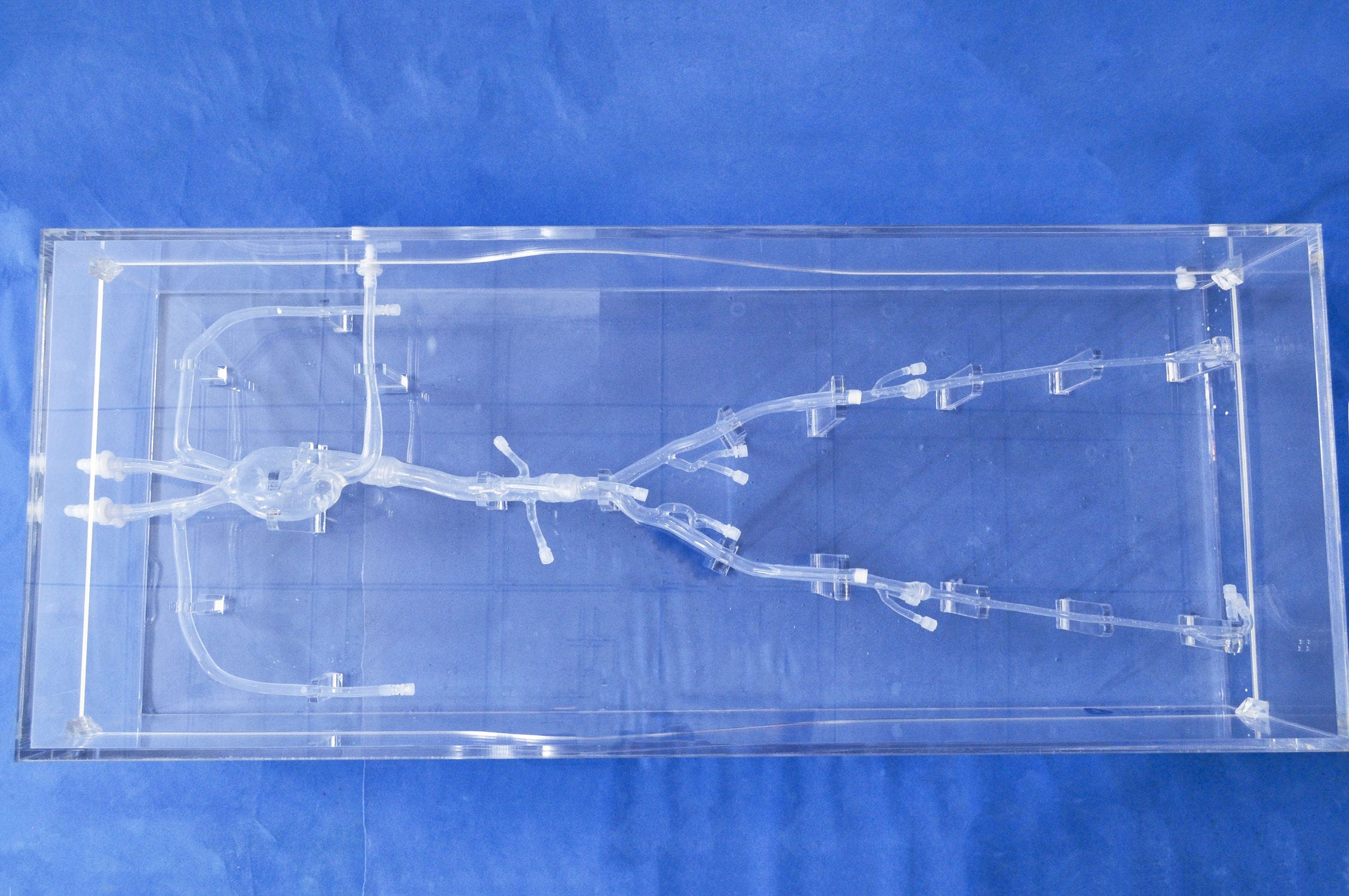 Cardiac vascular model - XXS008 - Trando 3D Medical Technology - blood ...