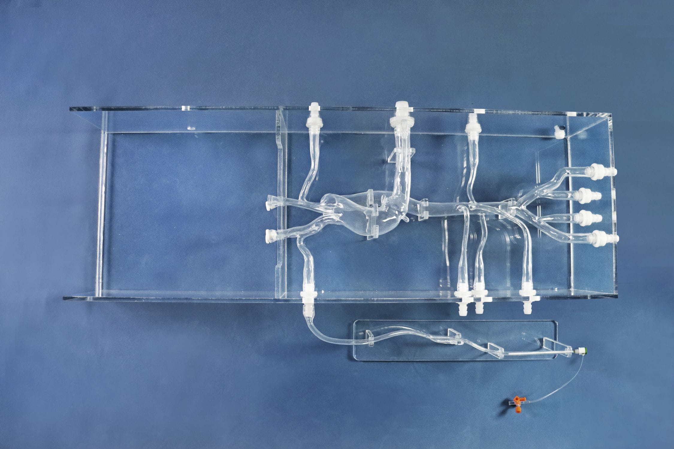 Cardiac vascular model - XXD025 - Trando 3D Medical Technology - blood ...
