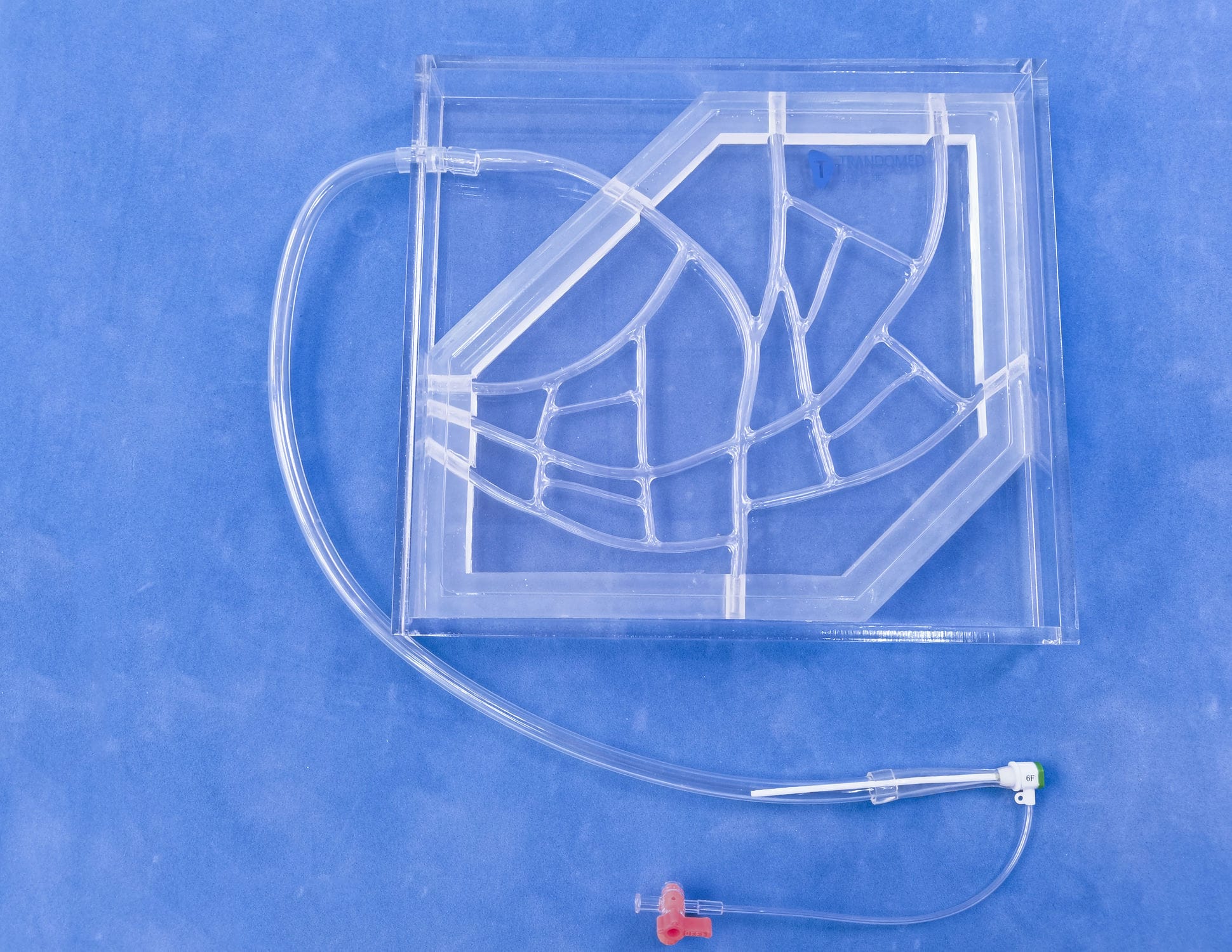 Coronary arteries anatomical model - XX006D - Trando 3D Medical ...