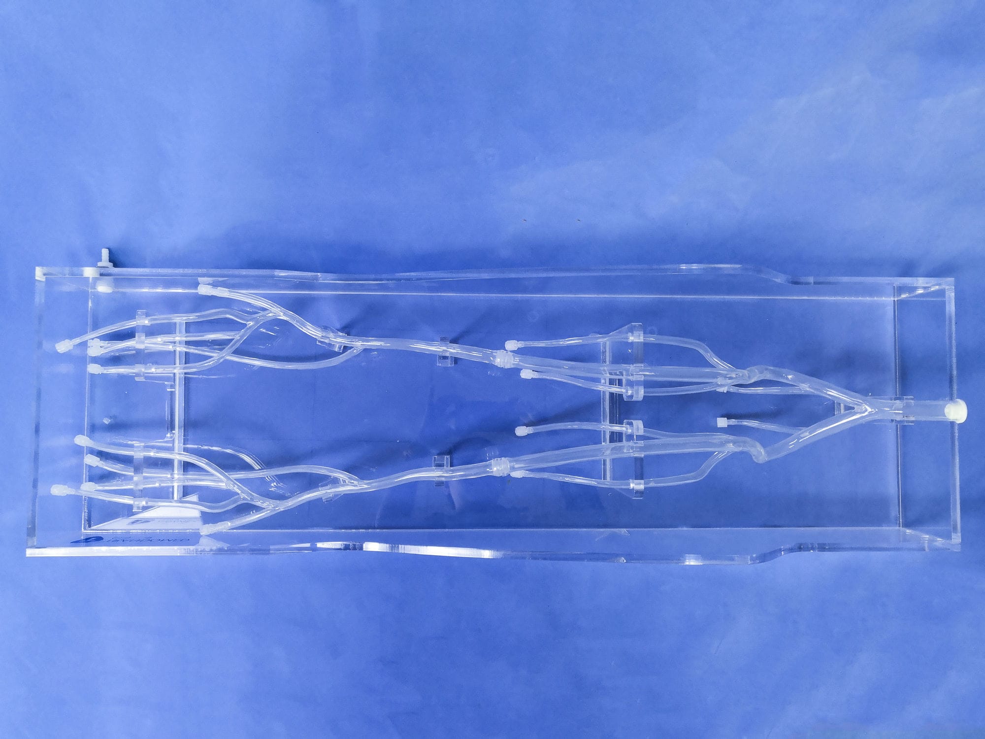 Vein model - XZJ001 - Trando 3D Medical Technology - saphenous vein ...