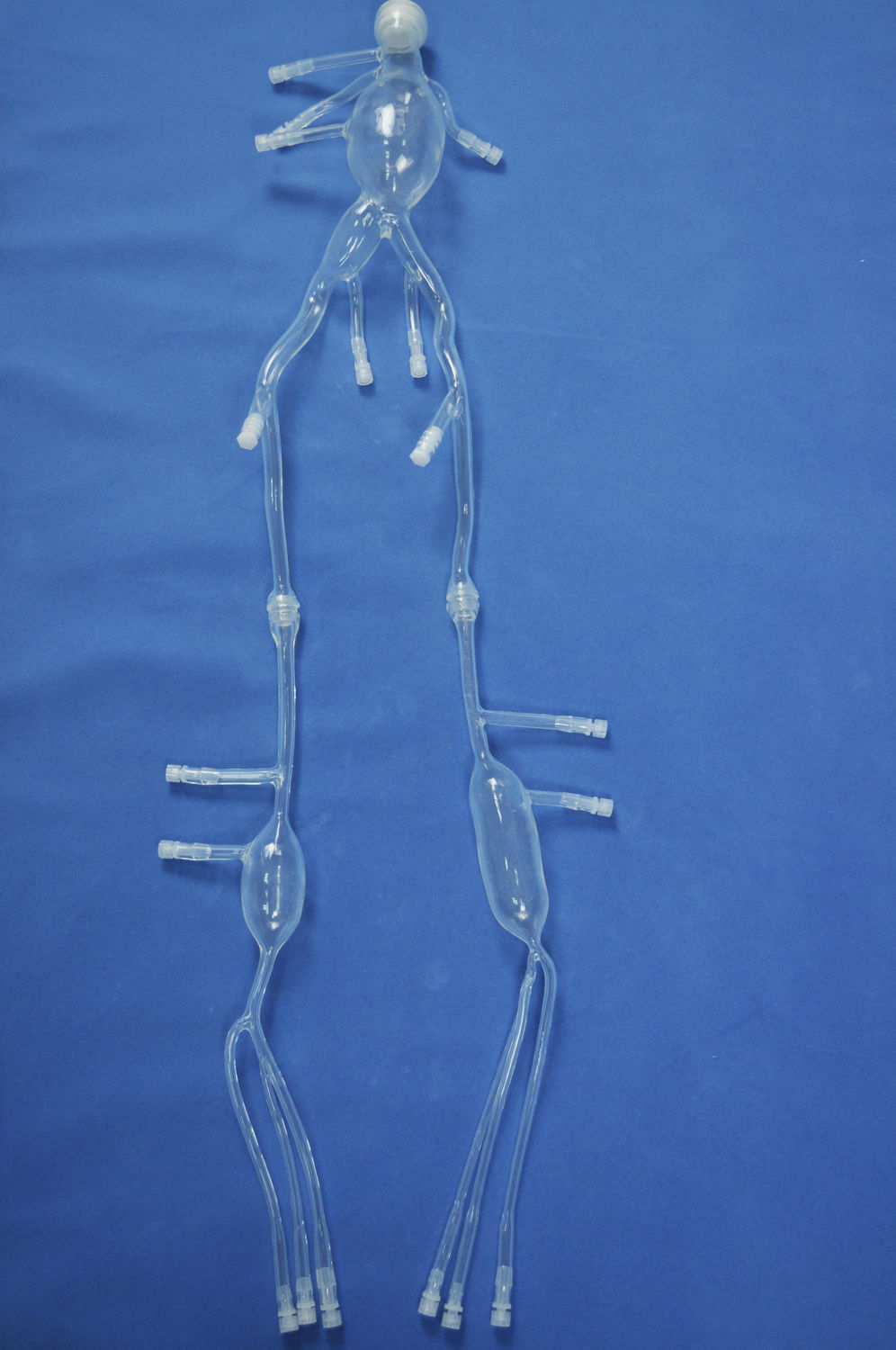 Leg anatomical model - XZ002D - Trando 3D Medical Technology - artery ...