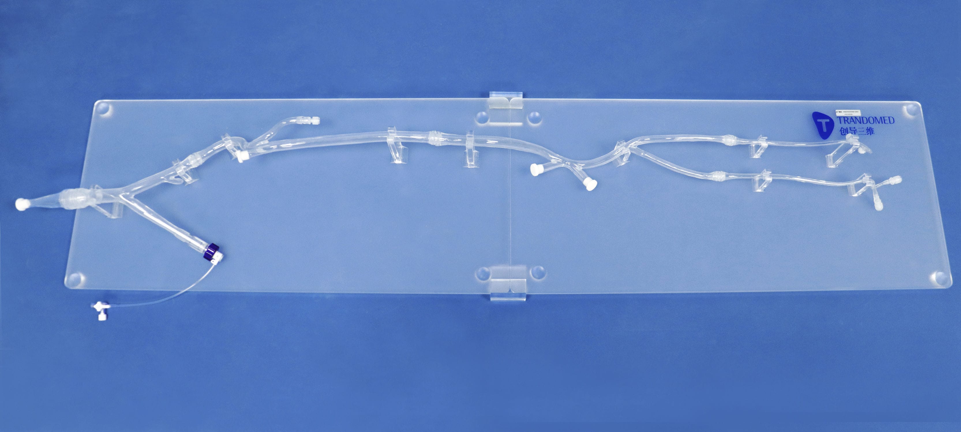 Leg vascular model - XXD005 - Trando 3D Medical Technology - lower limb ...