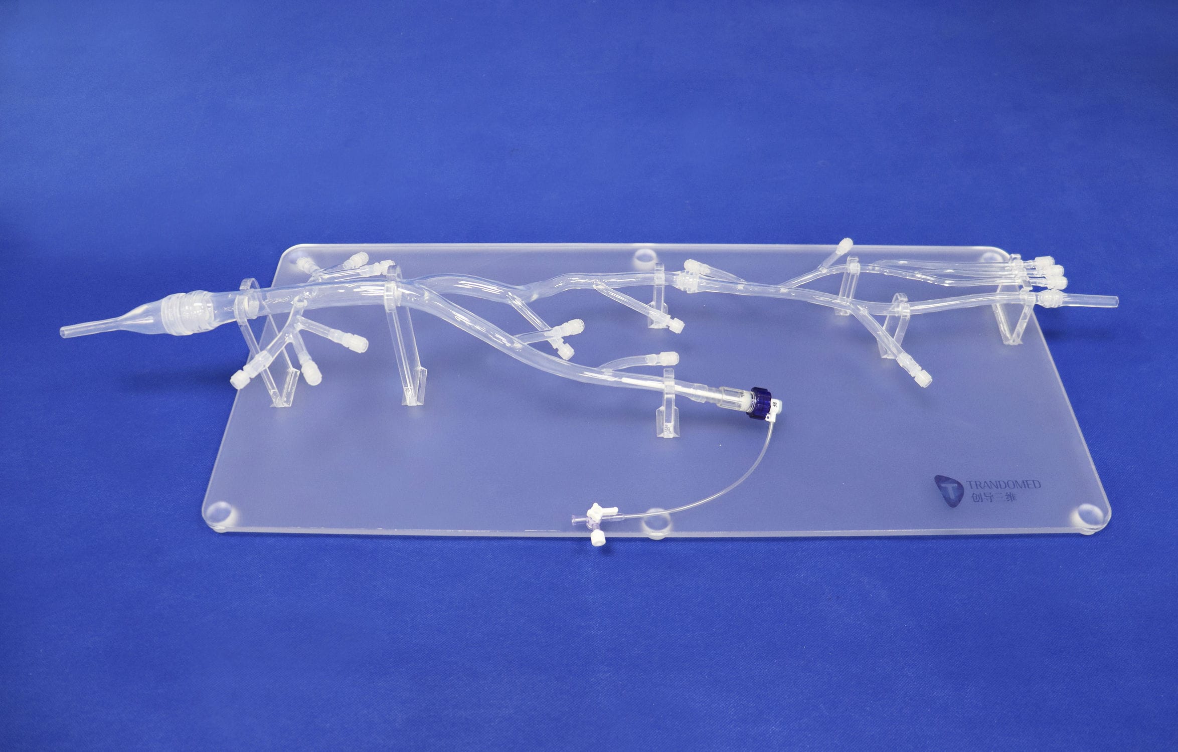 Lower limb model - XZS001-1 - Trando 3D Medical Technology - for mini ...