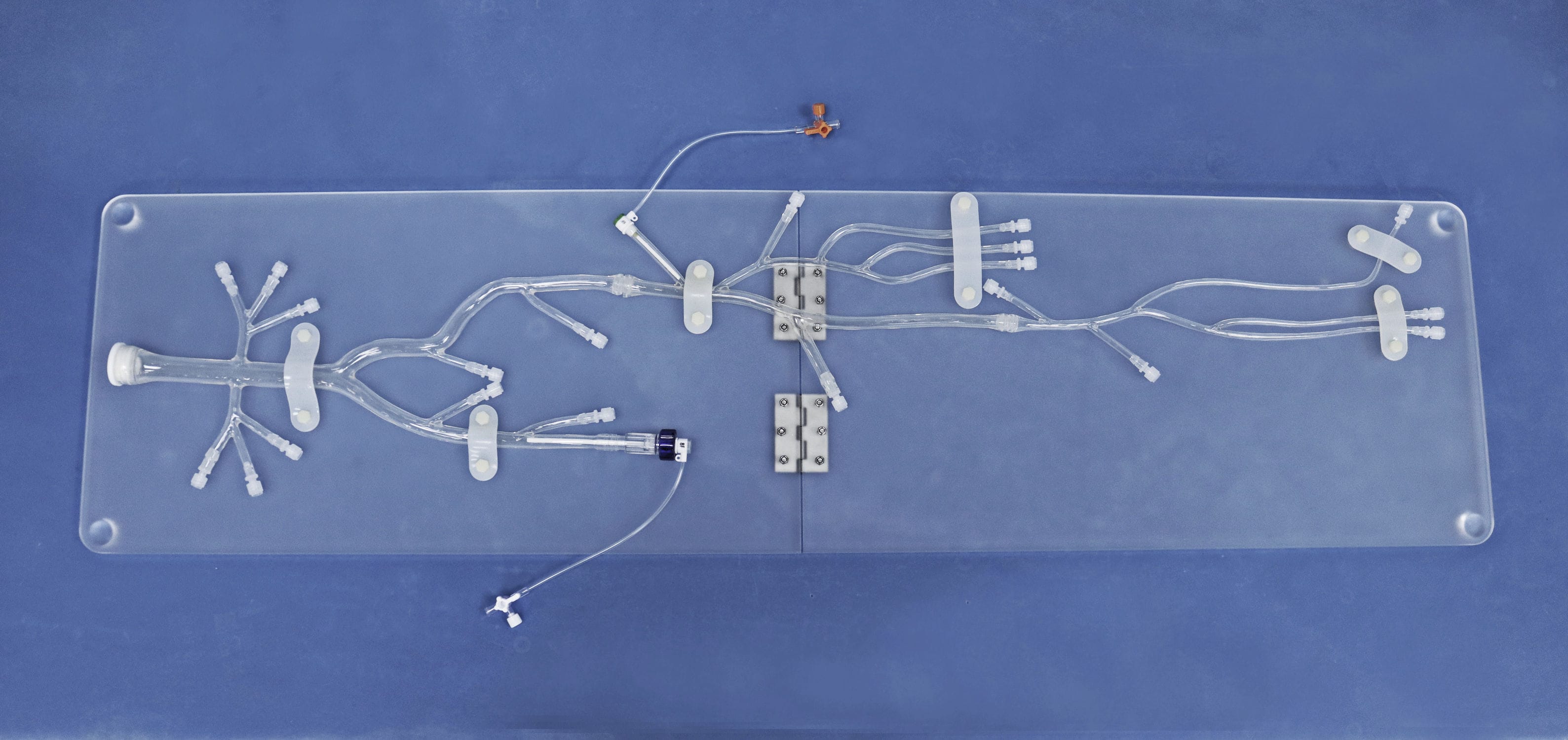 Lower limb model - XXD007 - Trando 3D Medical Technology - for mini ...