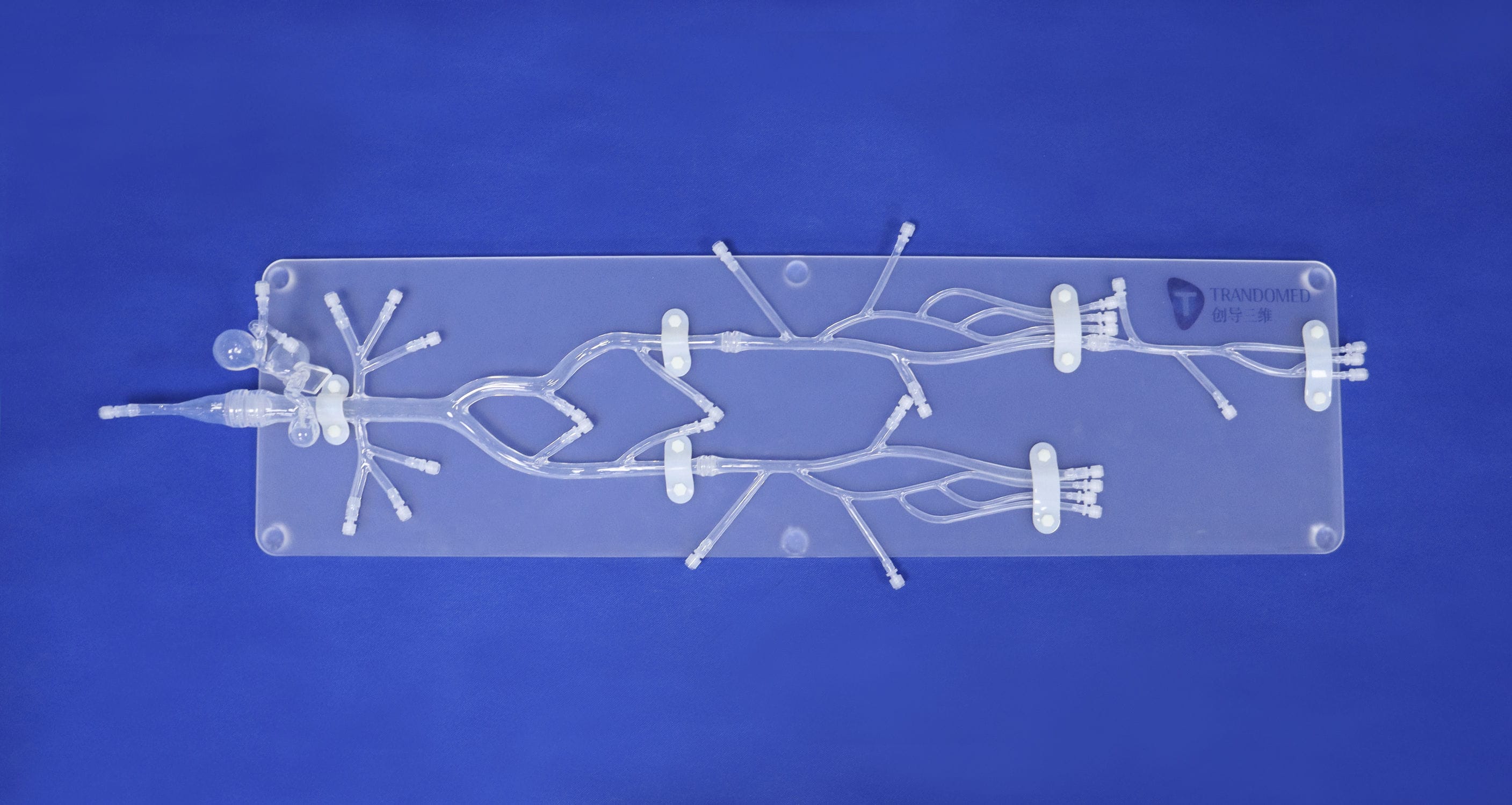 Leg anatomical model - XXD001 - Trando 3D Medical Technology - lower ...