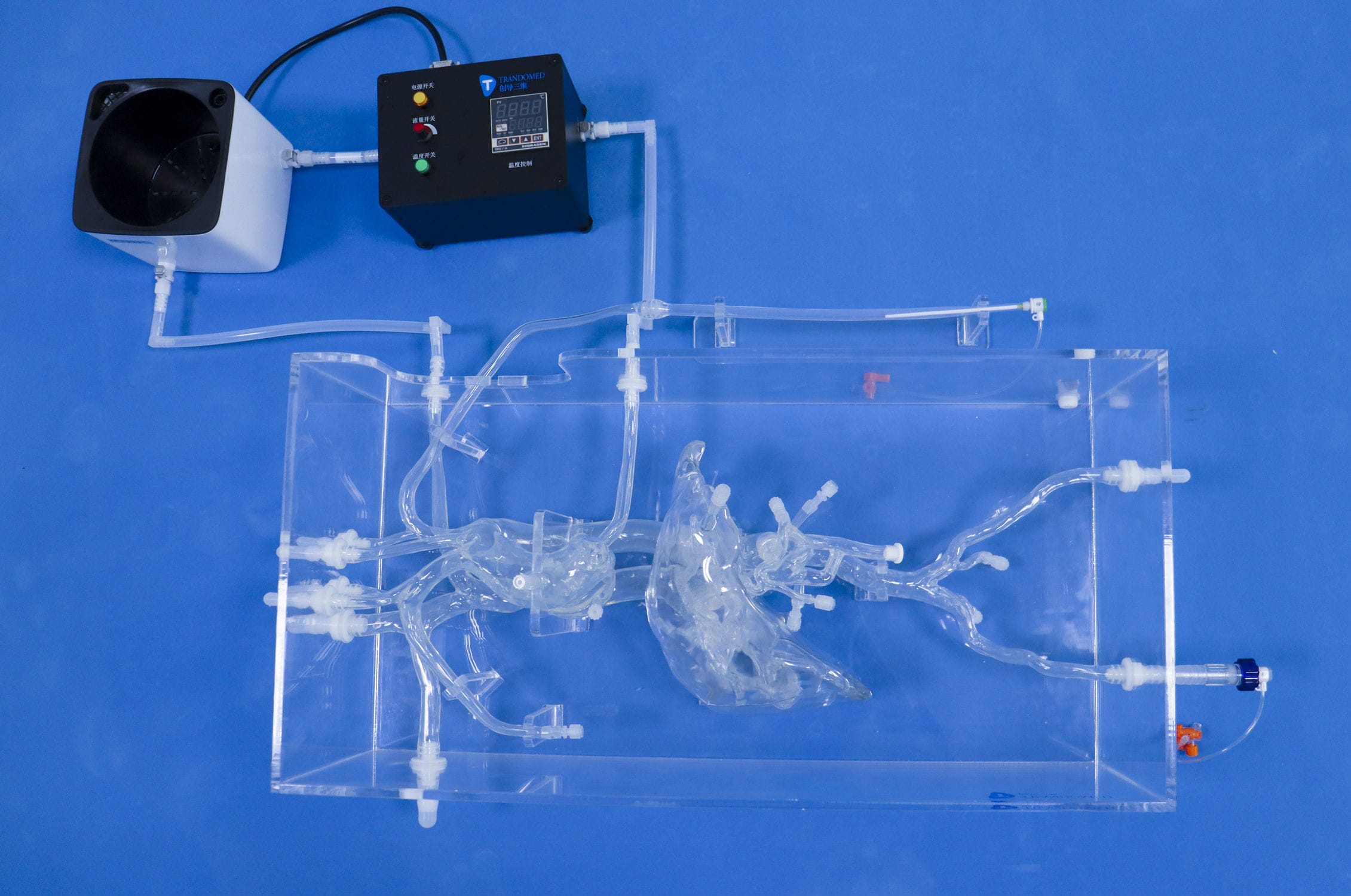 Blood vessels vascular model - FBD003 - Trando 3D Medical Technology ...