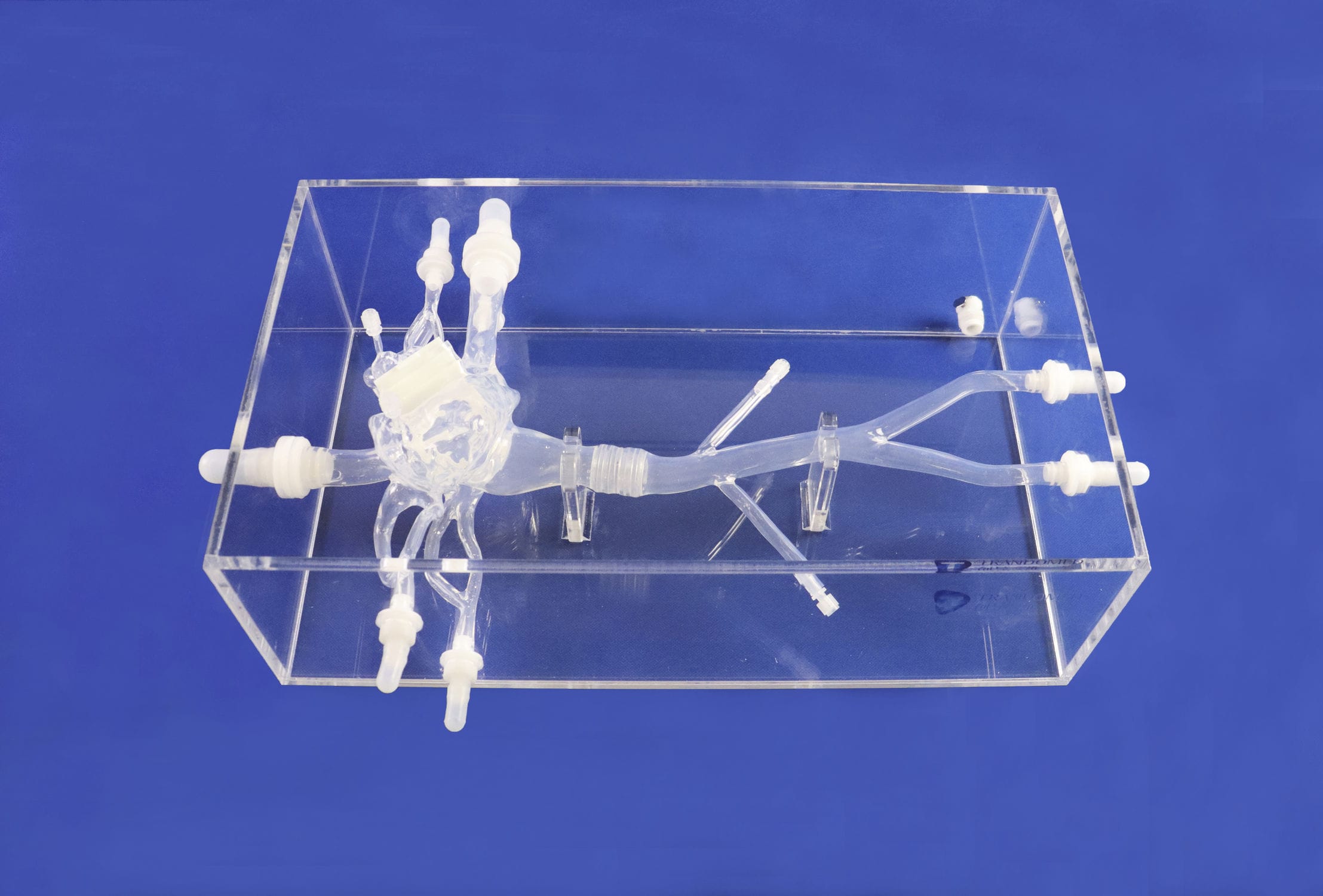 Heart vascular model - XX002J - Trando 3D Medical Technology - blood ...