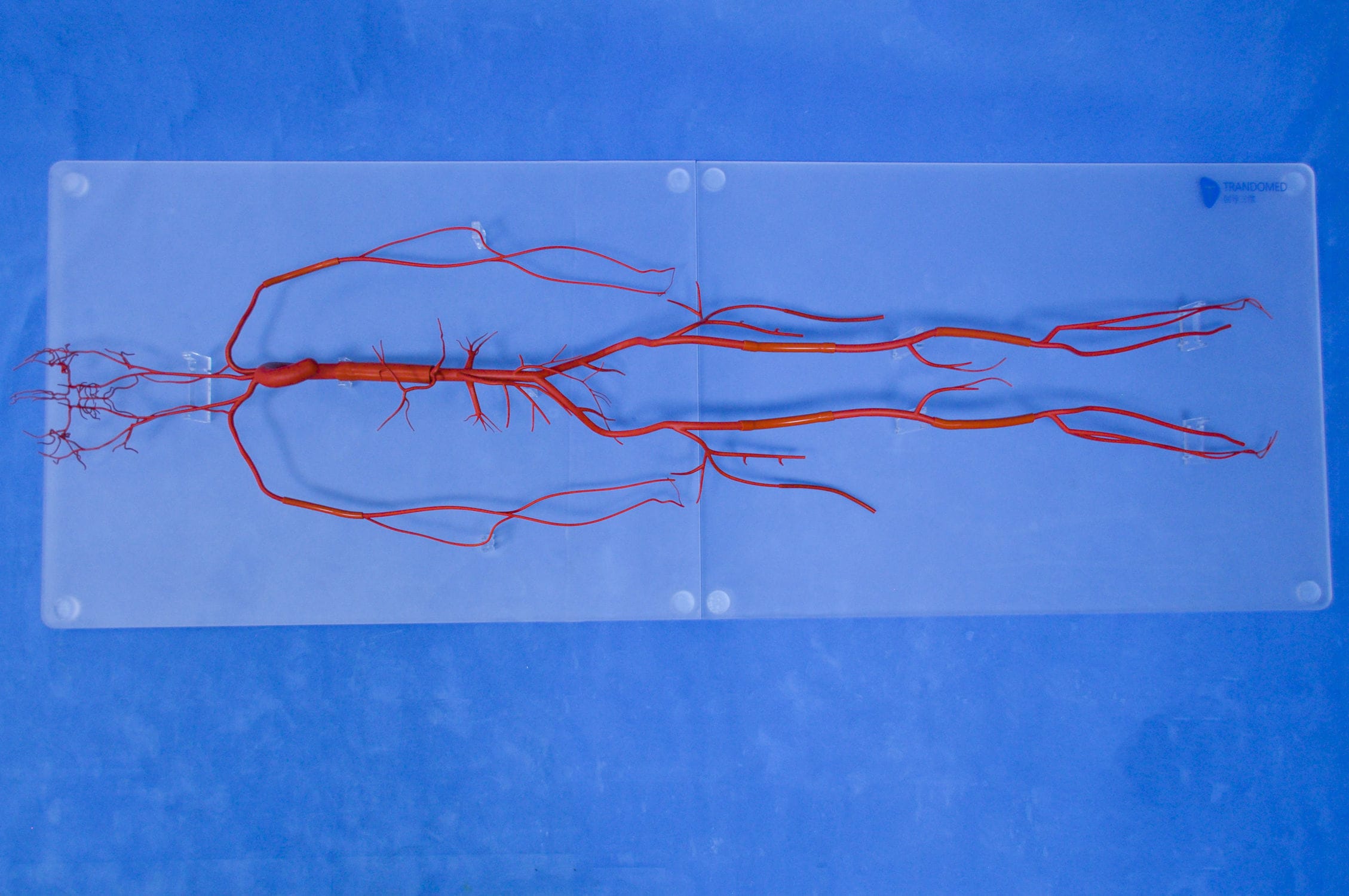 Blood vessels vascular model - SDL008 - Trando 3D Medical Technology ...