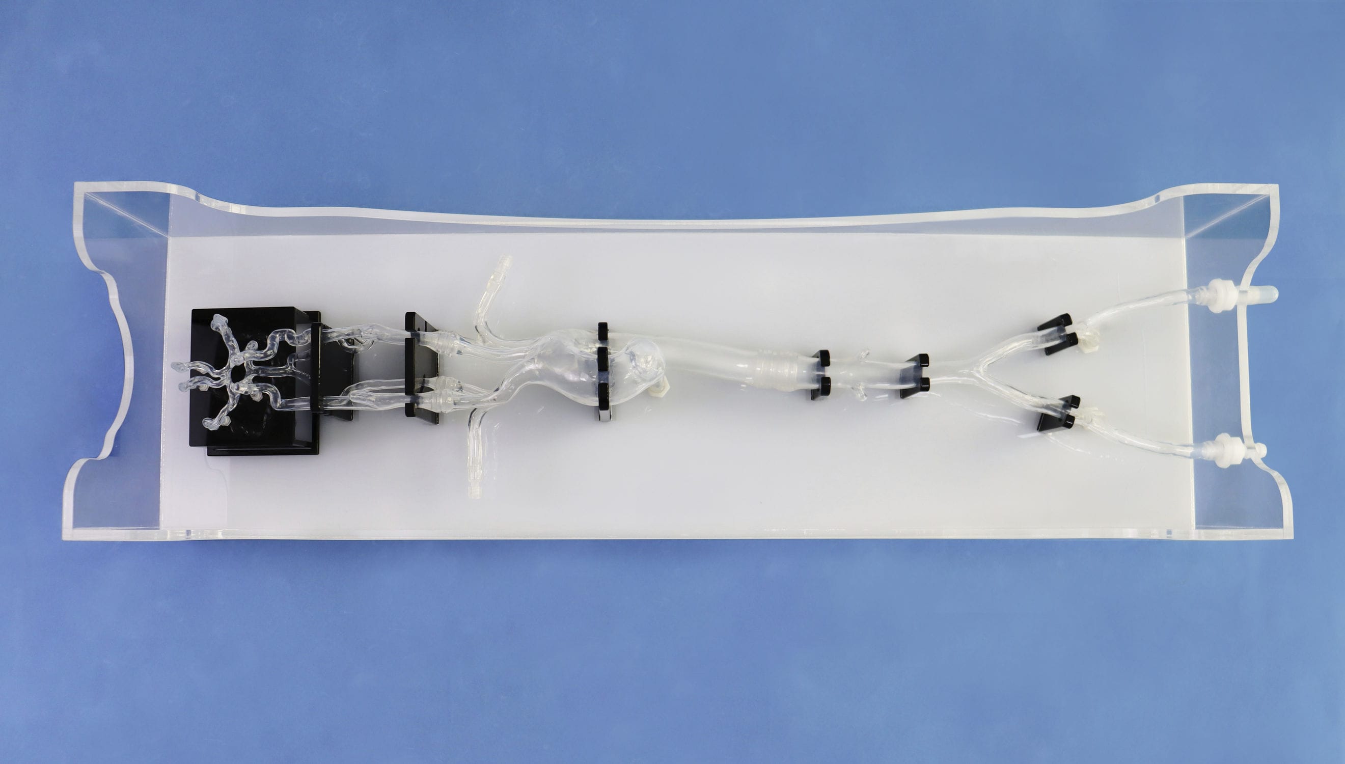 Neurology vascular model - SJX014 - Trando 3D Medical Technology ...