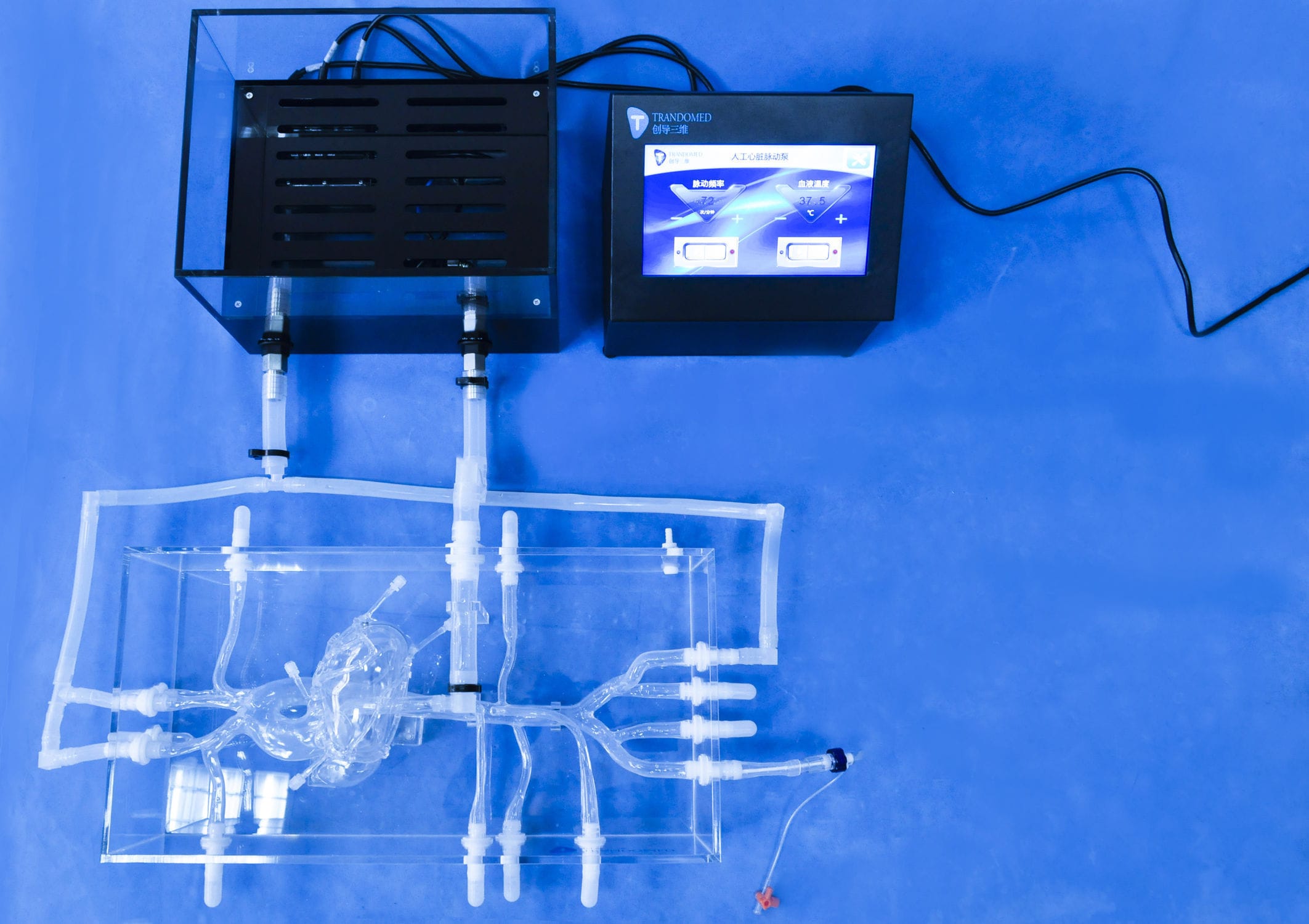 Artery model - XXD003 - Trando 3D Medical Technology - coronary arteries / training / transparent