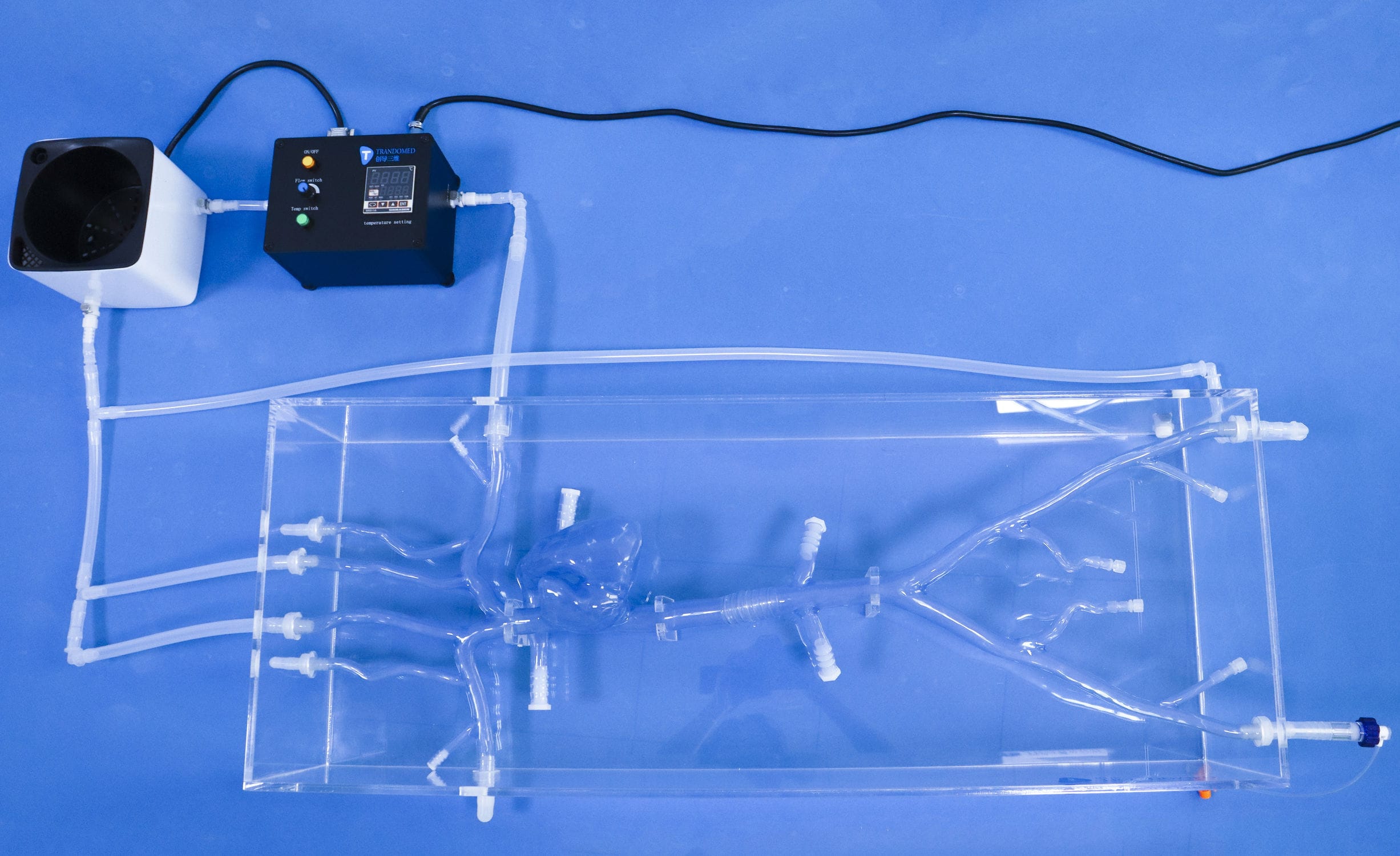 Heart model - XX001J - Trando 3D Medical Technology - head / arm / neck