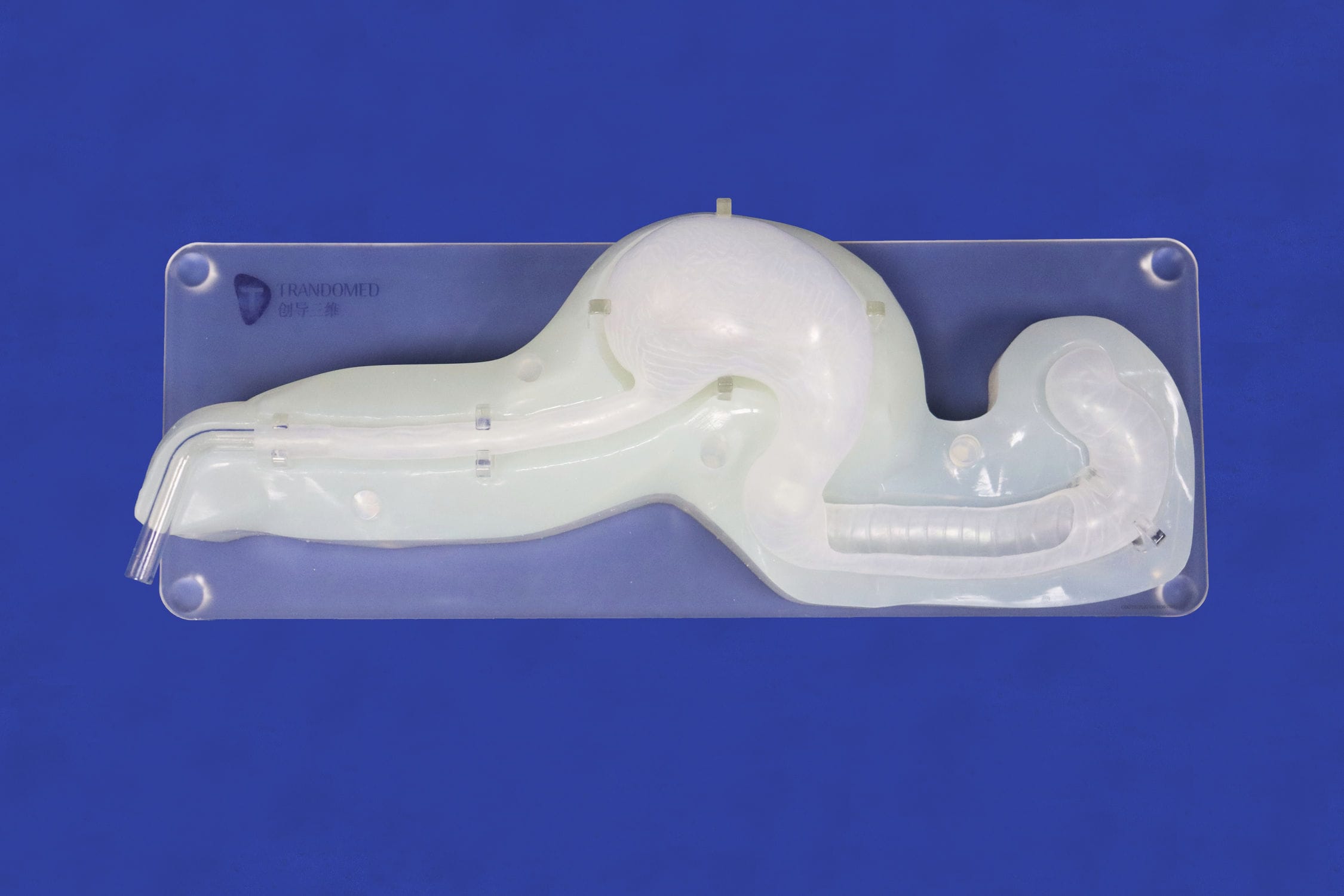 Stomach model - XHG-11-10 - Trando 3D Medical Technology - esophagus ...