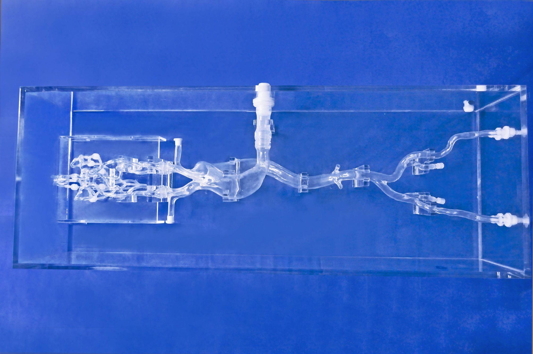 Blood vessels vascular model - SJX006-1 - Trando 3D Medical Technology ...