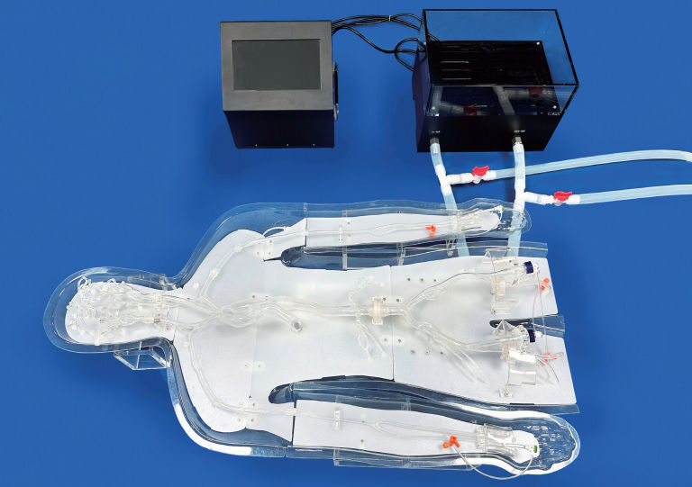 Blood vessels vascular model - EVT011-01 - Trando 3D Medical Technology ...