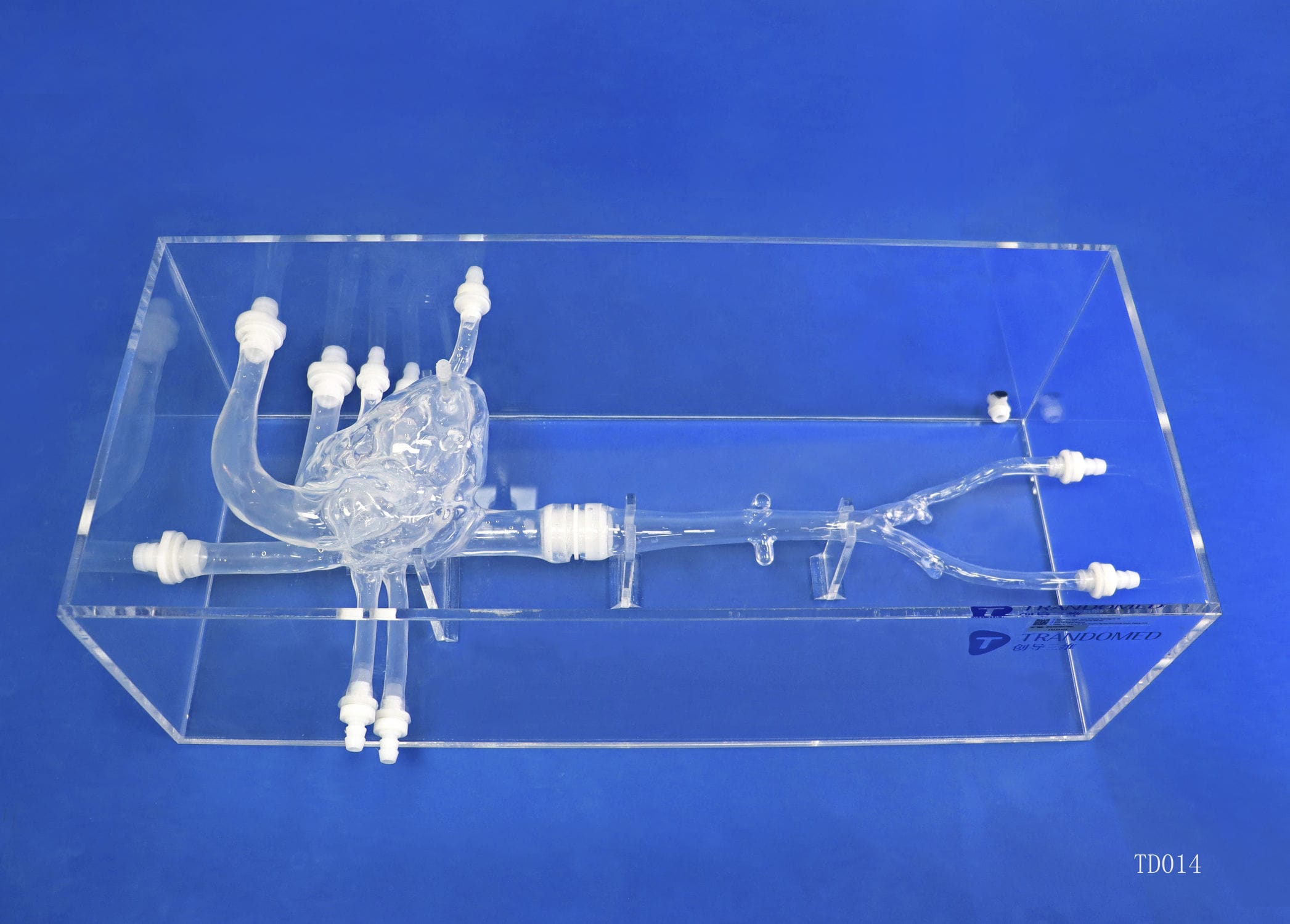 Heart vascular model - XXJ001 - Trando 3D Medical Technology - blood ...