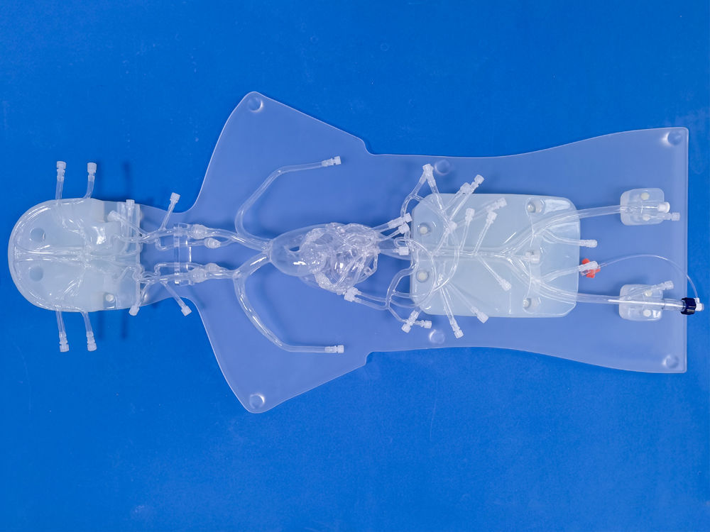 Angiography anatomical model - QS002D-1 - Trando 3D Medical Technology ...