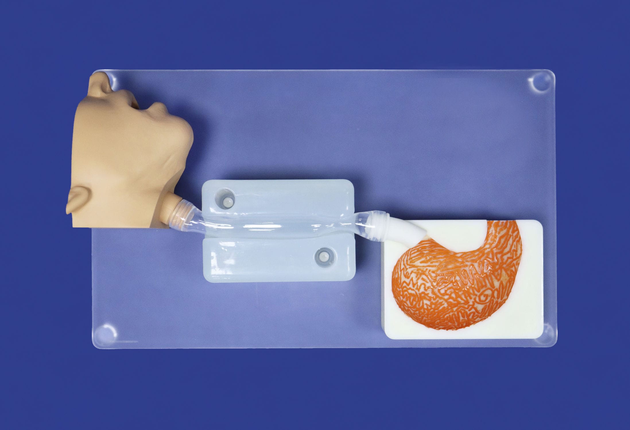 Abdominal vascular model - ERCP Simulator XI - Trando 3D Medical ...