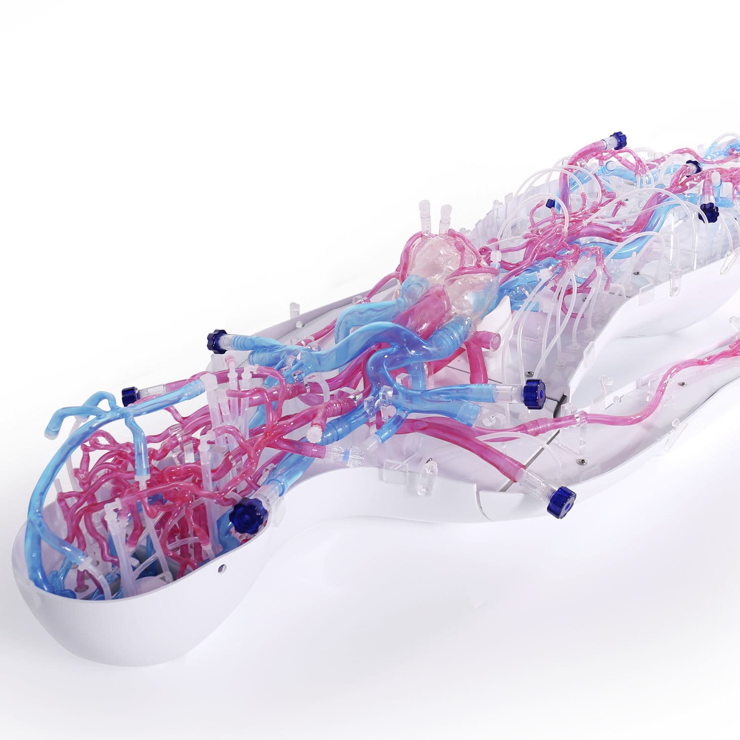Circulatory system model - PLZHXG-001 - Shanghai Preclinic Medtech ...