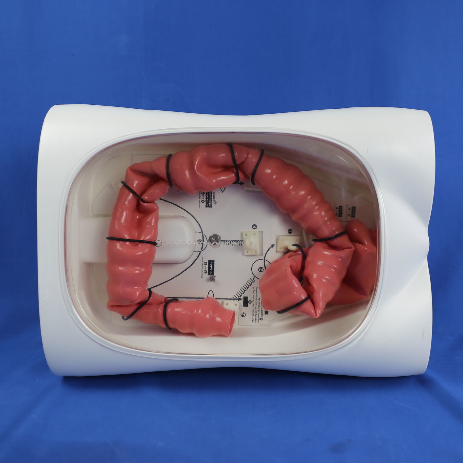 Colon model - PLXH1001 - Shanghai Preclinic Medtech - body / surgical ...