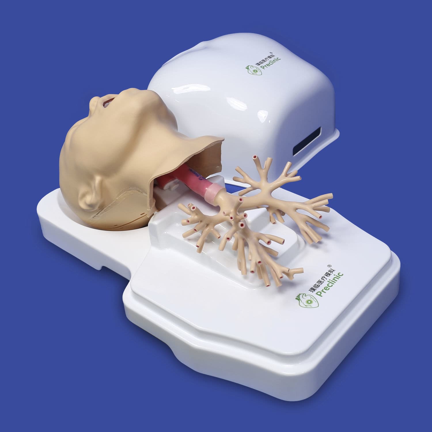Lung model - PLHX1002 - Shanghai Preclinic Medtech - bronchial ...