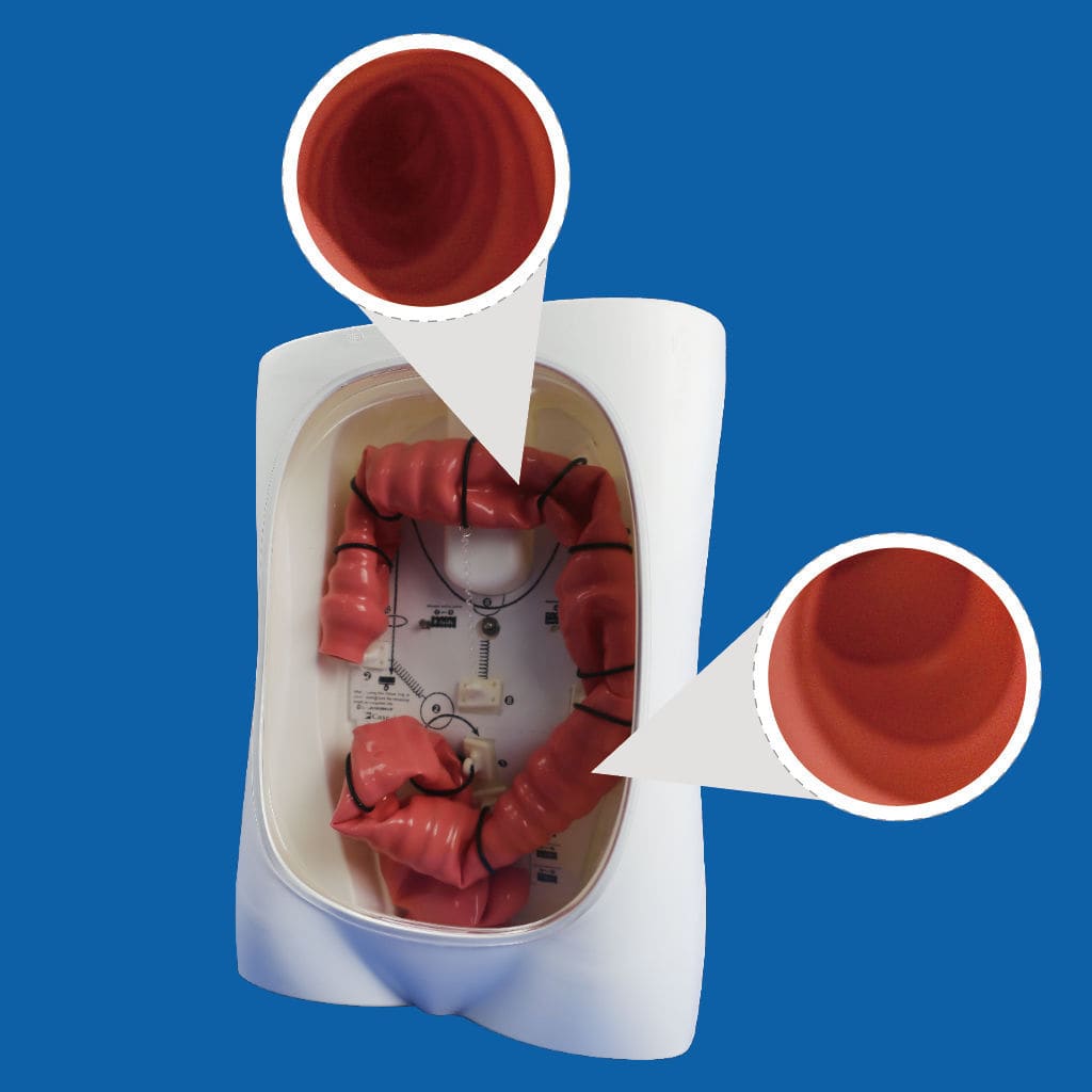 Colon model - PLXH1001 - Shanghai Preclinic Medtech - gastro-enterology ...