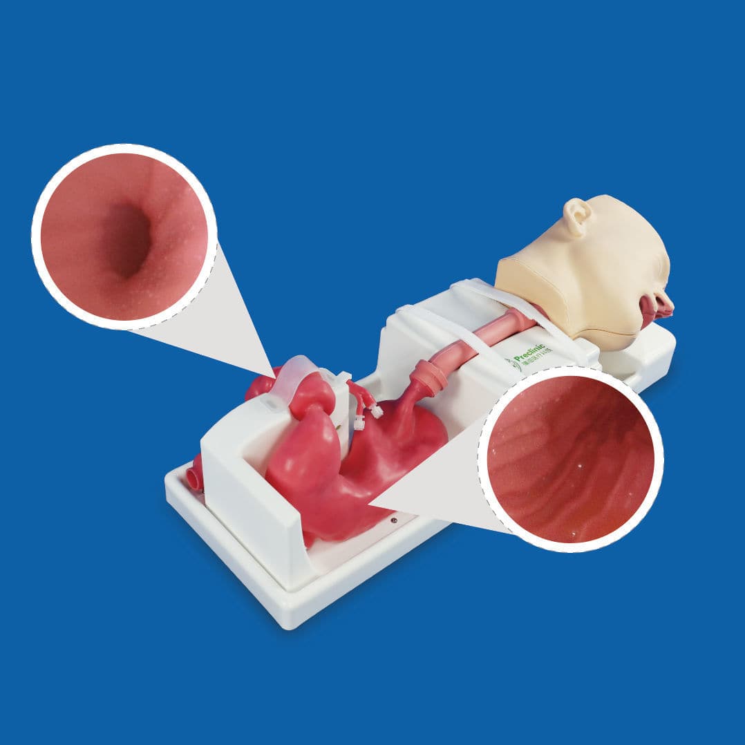 Digestive endoscopy simulator - PLXH1003 - Shanghai Preclinic Medtech ...