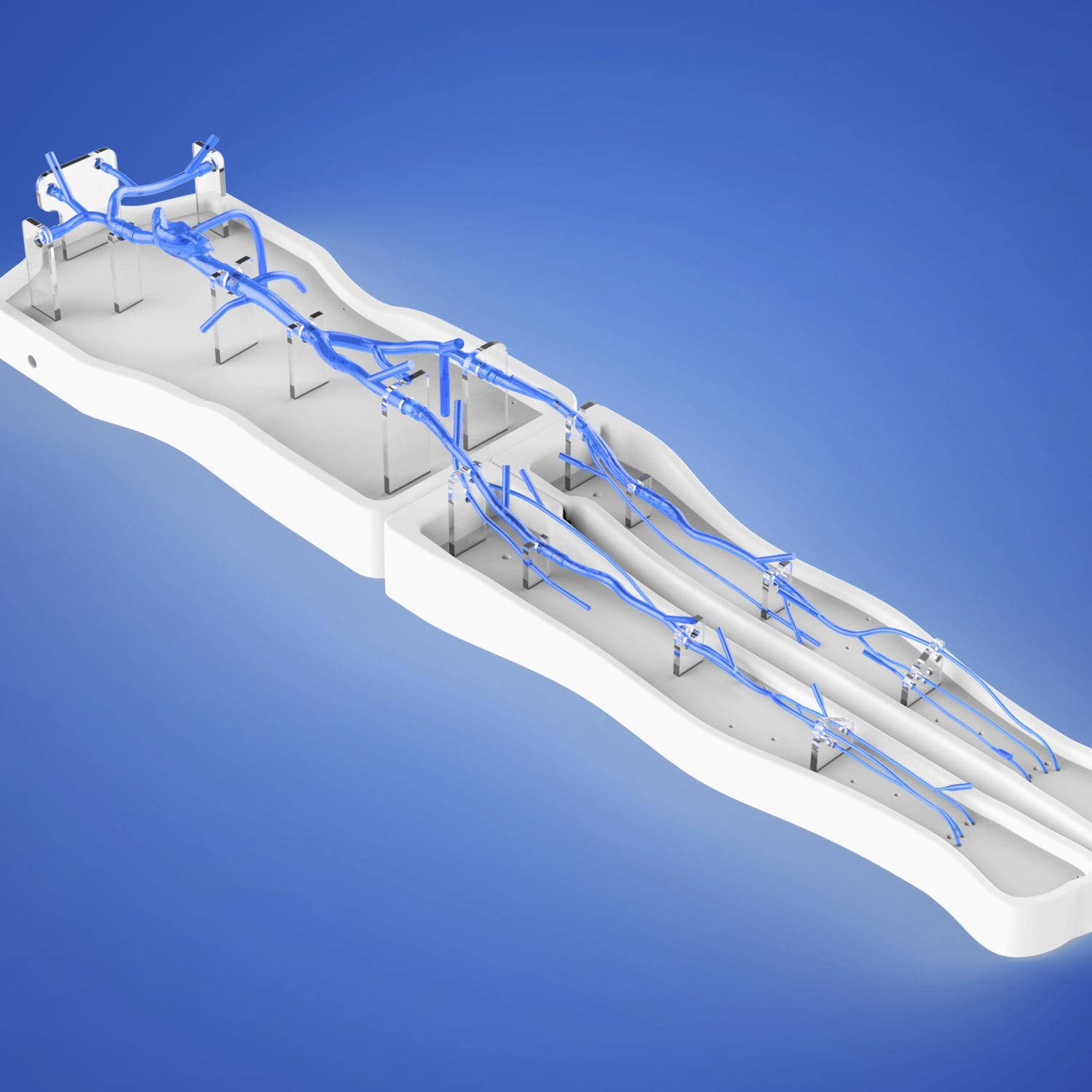 Vein vascular model - PLXG1008 - Shanghai Preclinic Medtech - saphenous ...