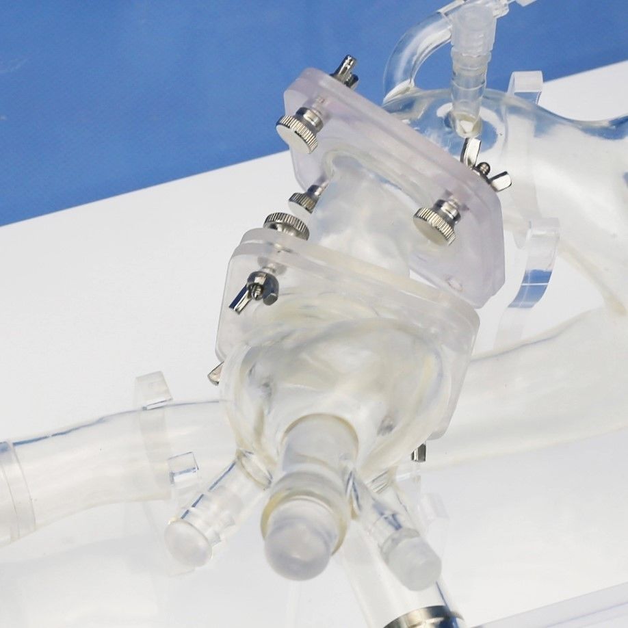TAVR vascular model - PLXZXG005 - Shanghai Preclinic Medtech - artery ...