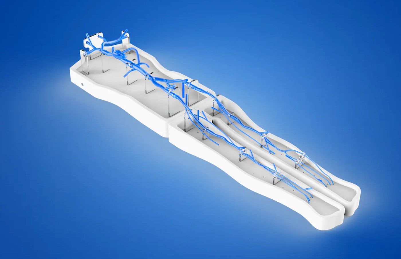 Vein vascular model - PLWZXG004 - Shanghai Preclinic Medtech ...
