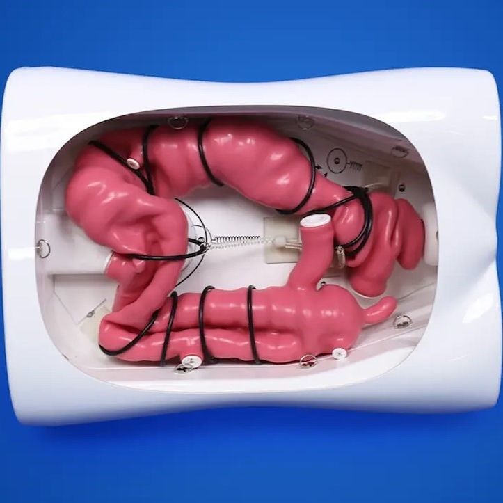 Colon model - PLXH1001 - Shanghai Preclinic Medtech - gastro-enterology ...