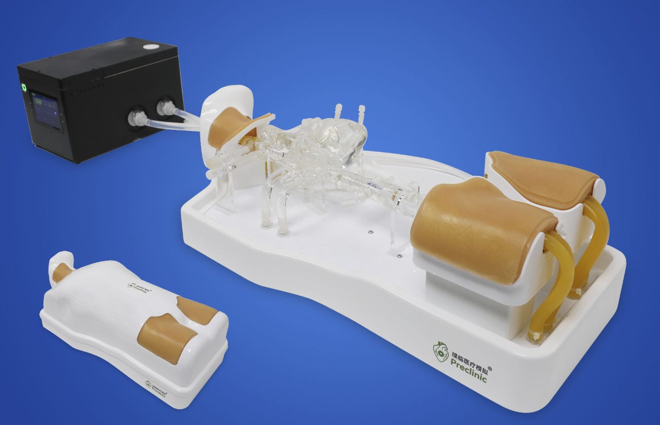 Heart vascular model - Shanghai Preclinic Medtech - vein / surgery ...