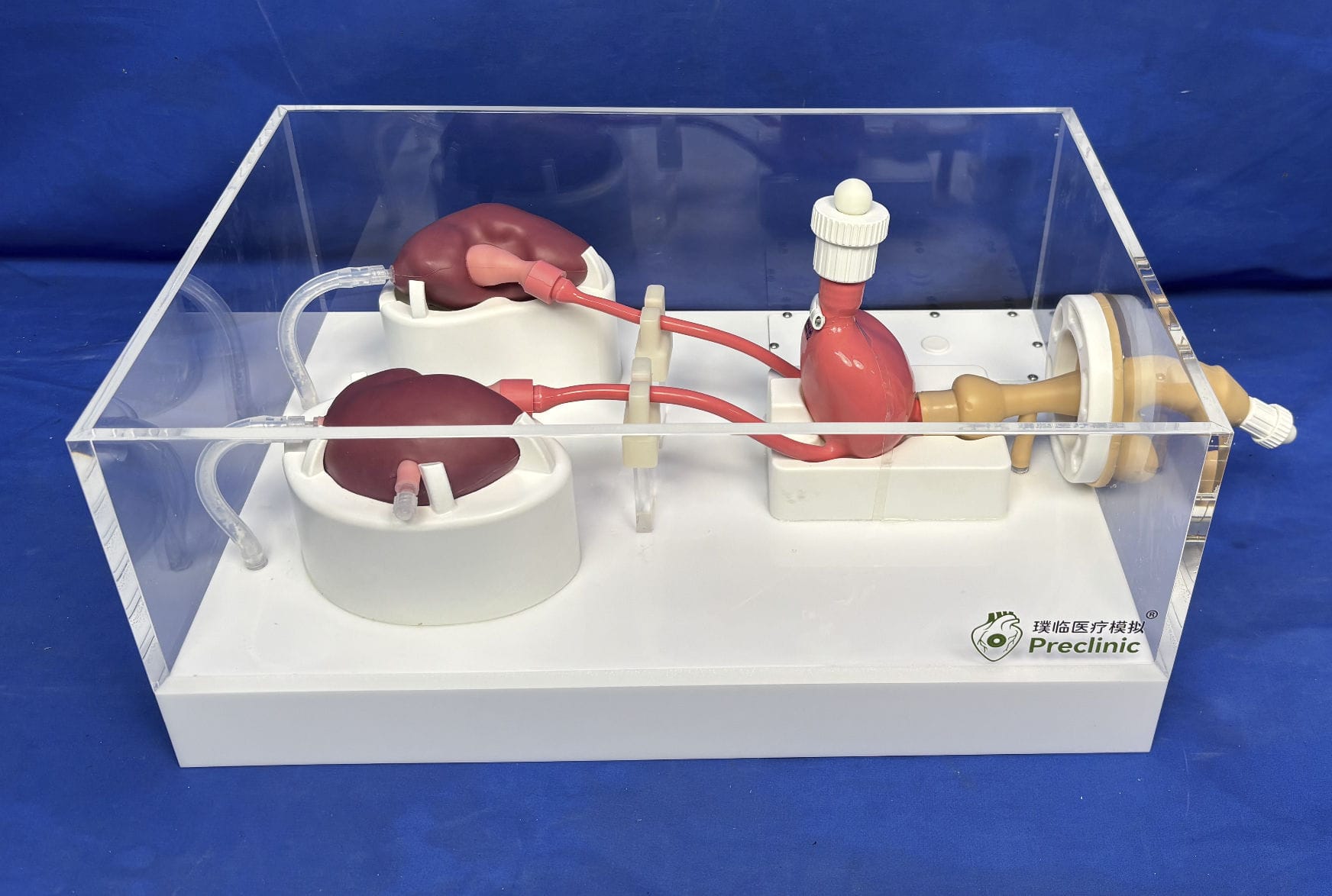 Bladder anatomy model - Shanghai Preclinic Medtech - surgery / training
