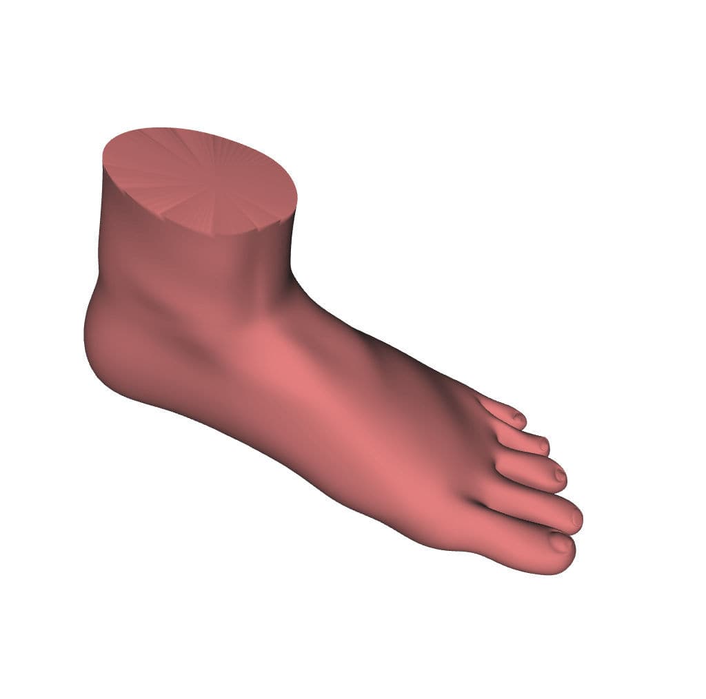 Foot anatomical model - HUM-P - manikinmate - ankle / training / injection