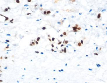 Staining solution reagent - CAM-0211 - Celnovte Biotechnology Co., Ltd ...