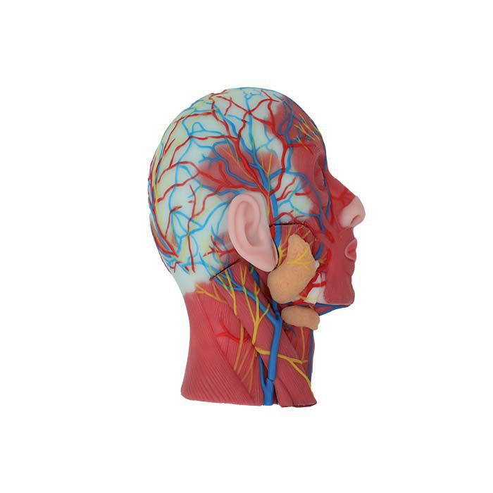 Head model - CS 13 - MeiWo Science - neck / for teaching / hydrogel