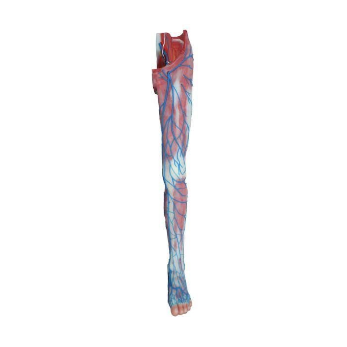 Vein model - CS 14 - MeiWo Science - lower limb / for teaching / hydrogel