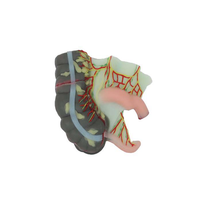 Appendix anatomical model - DS 06 - MeiWo Science - for teaching ...