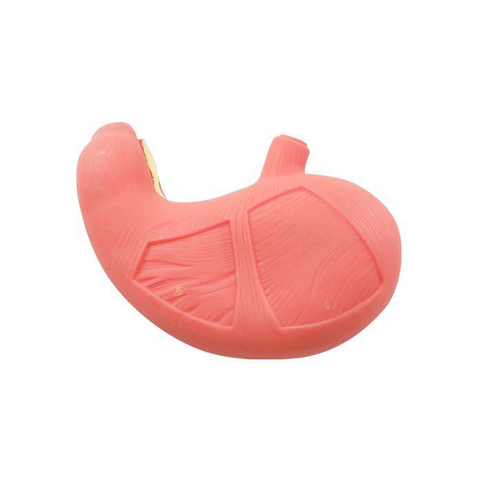 Gastric anatomical model - DS 08 - MeiWo Science - for teaching ...
