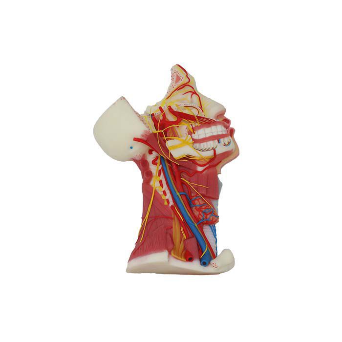 Nerve model - NS 02 - MeiWo Science - cranial / for teaching / silicone