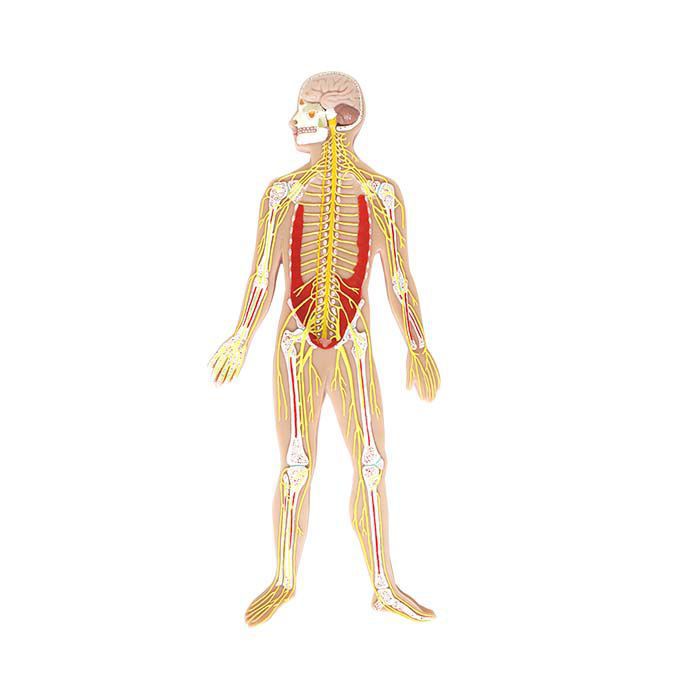 Whole body anatomical model - NS 06 - MeiWo Science - nerve / for ...