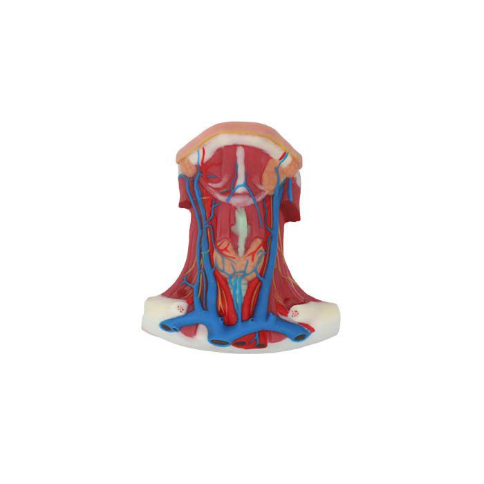 Artery model - TA 01 - MeiWo Science - neck / for teaching / hydrogel