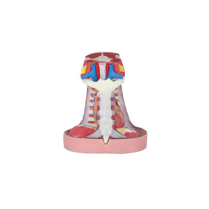 Thorax model - TA 04 - MeiWo Science - for teaching / hydrogel / with ...